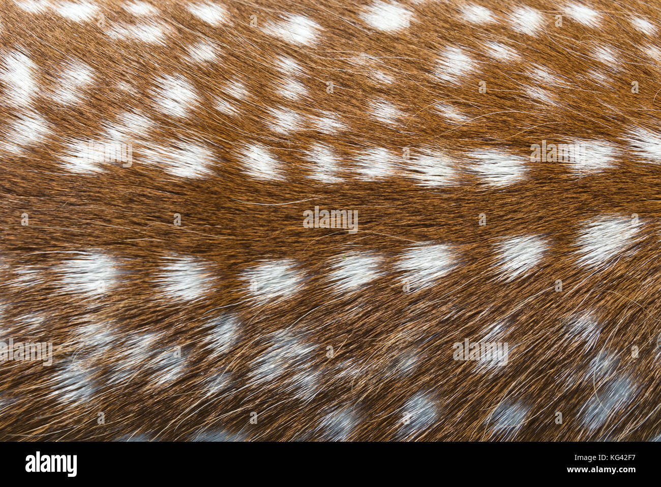 Close up shot of the patterns in the fur of a fallow deer at theSouth ...