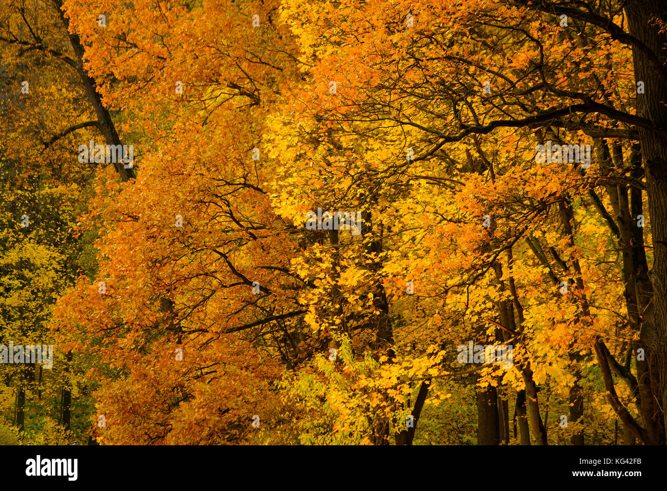 Park landscape at autumn Stock Photo - Alamy