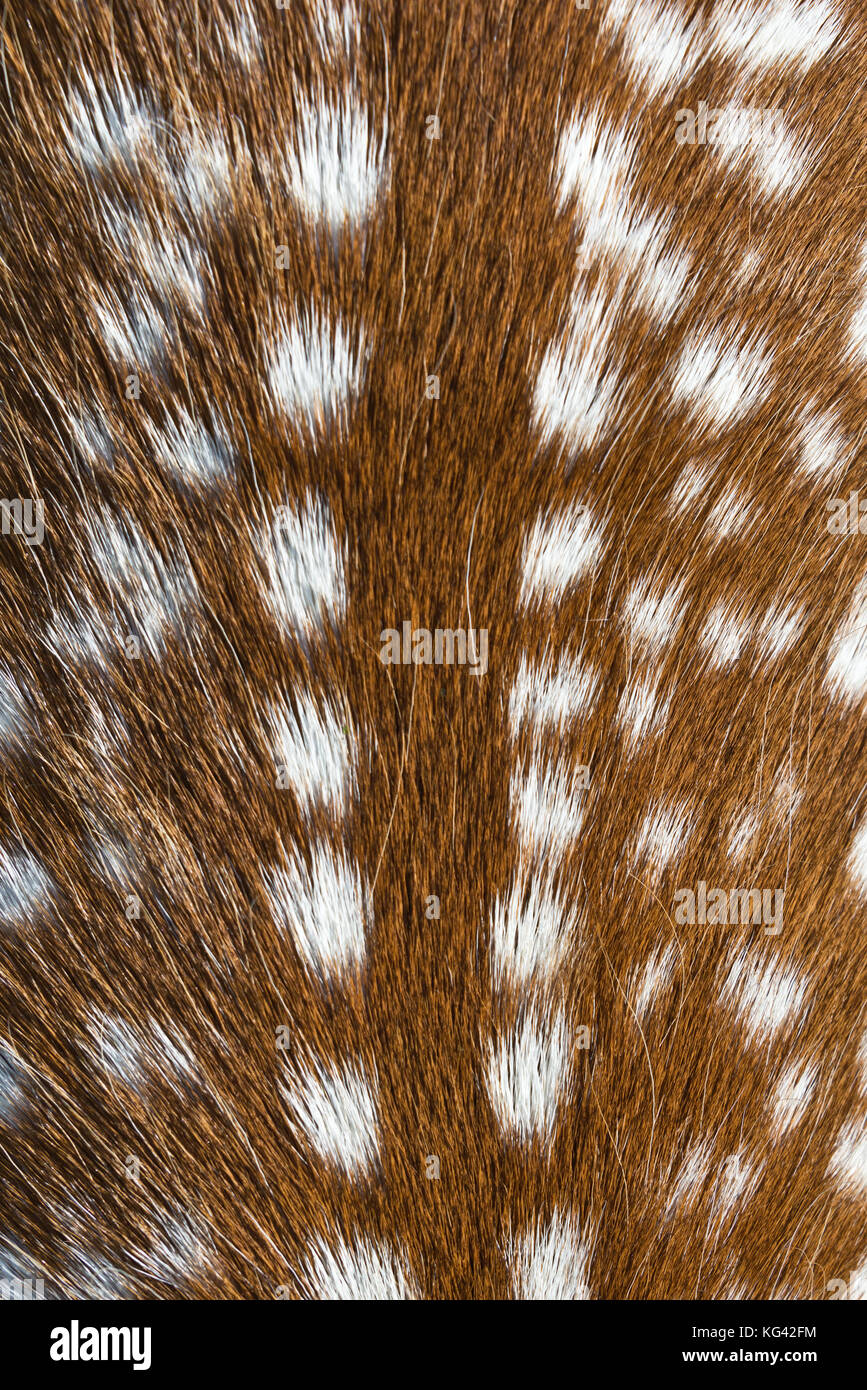 Close up shot of the patterns in the fur of a fallow deer at theSouth ...