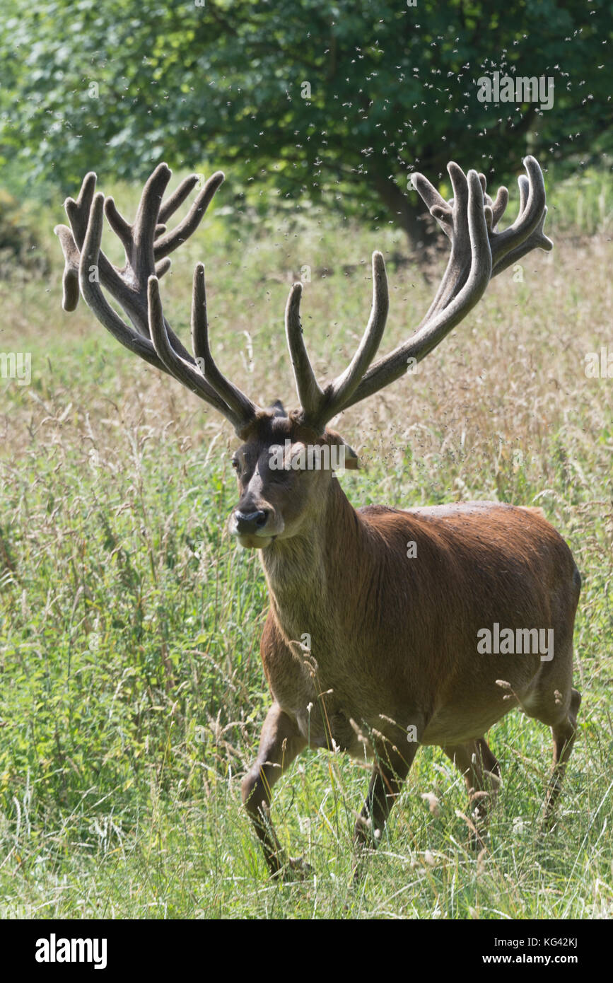 A large red deer stag with an impressive set of antlers in velvet at ...