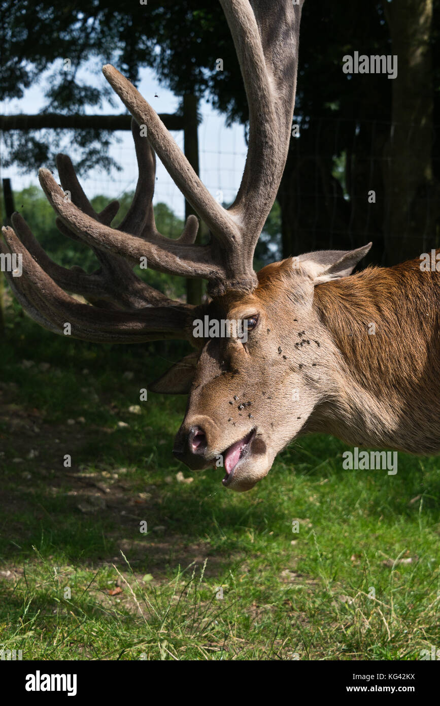 a close up of a red deer stag with large antlers in full velvet at ...