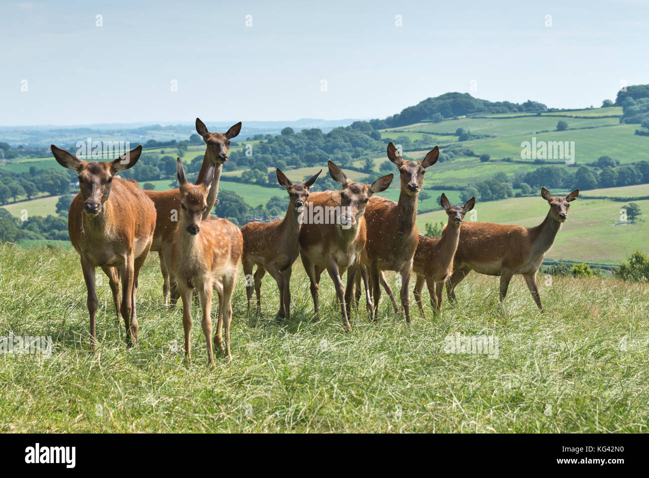 A group of red deer hinds and fawns at the South West Deer Rescue ...
