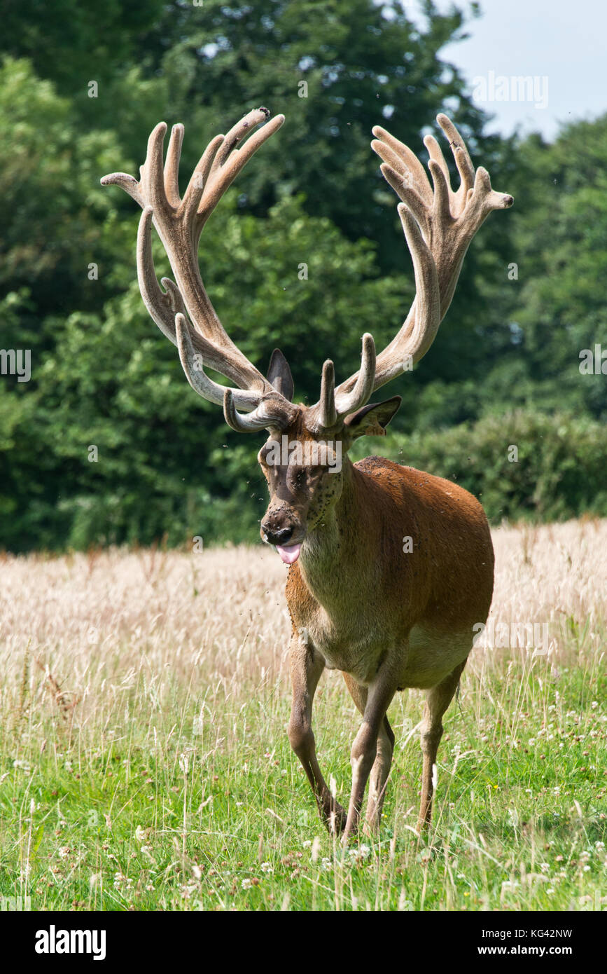 A large red deer stag with an impressive set of antlers in velvet at ...