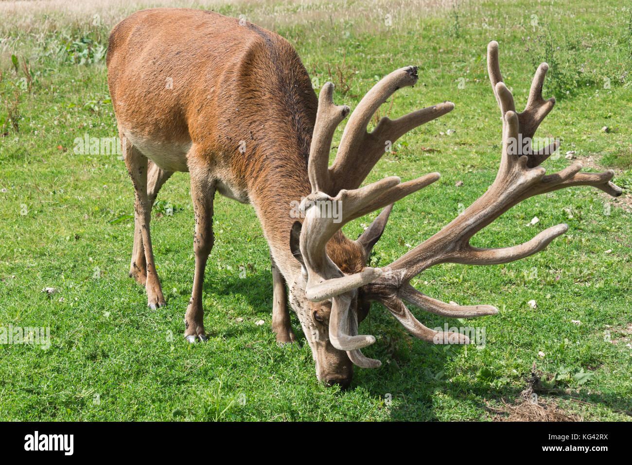 Full set of antlers hi-res stock photography and images - Alamy