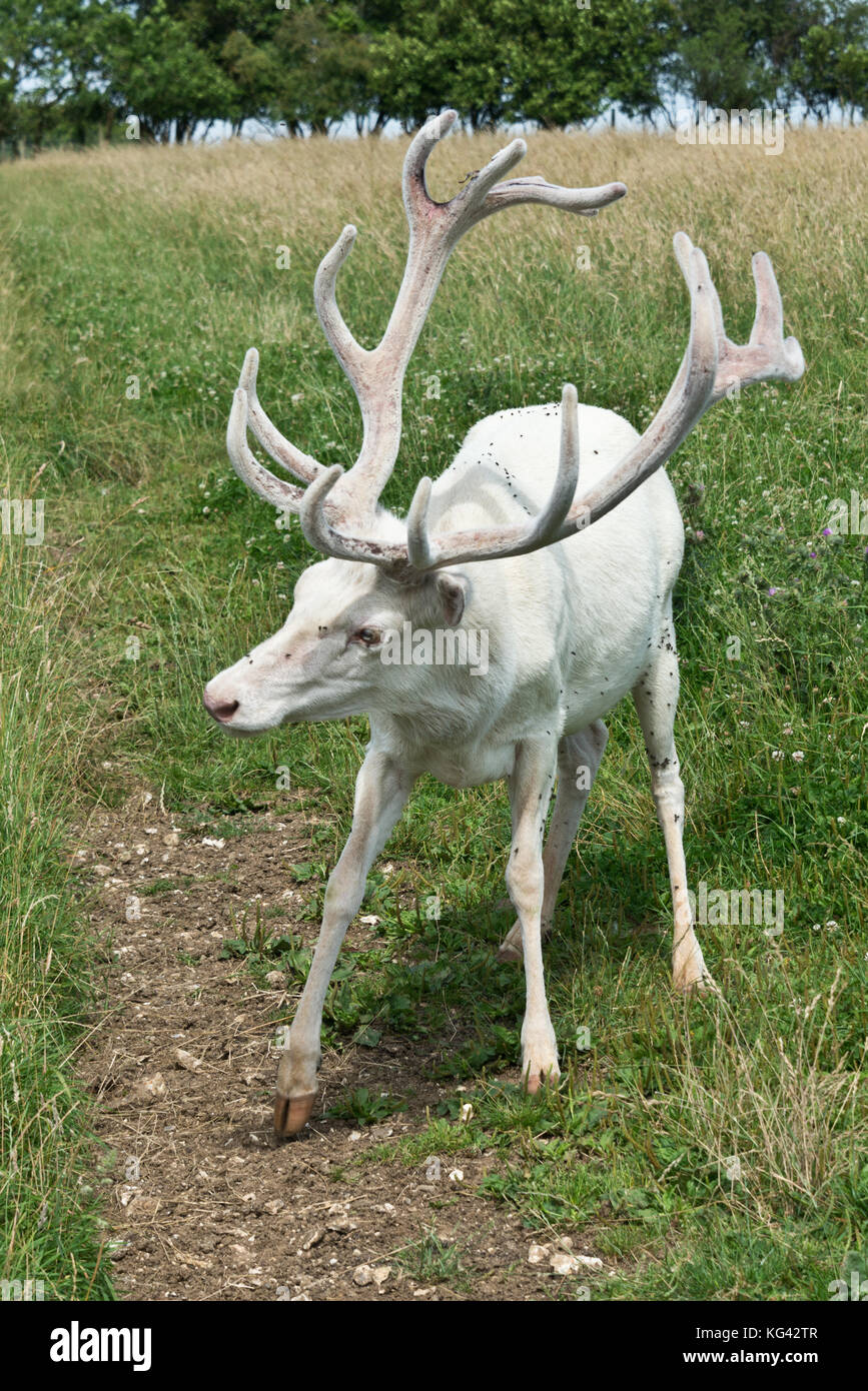 A white red deer with a full set of antlers in velvet at theSouth West ...
