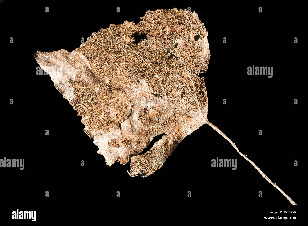Decomposed golden skeleton leaf on black background Stock Photo - Alamy