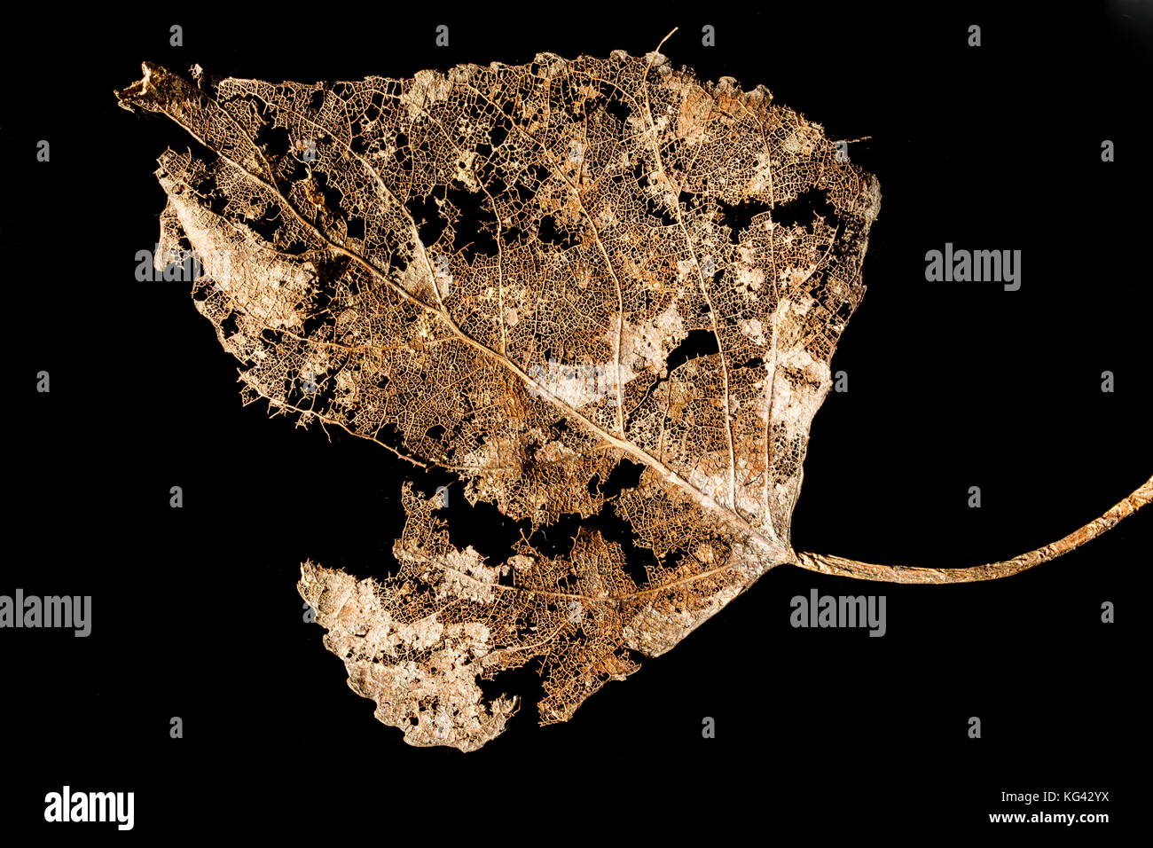 Decomposed golden skeleton leaf on black background Stock Photo - Alamy