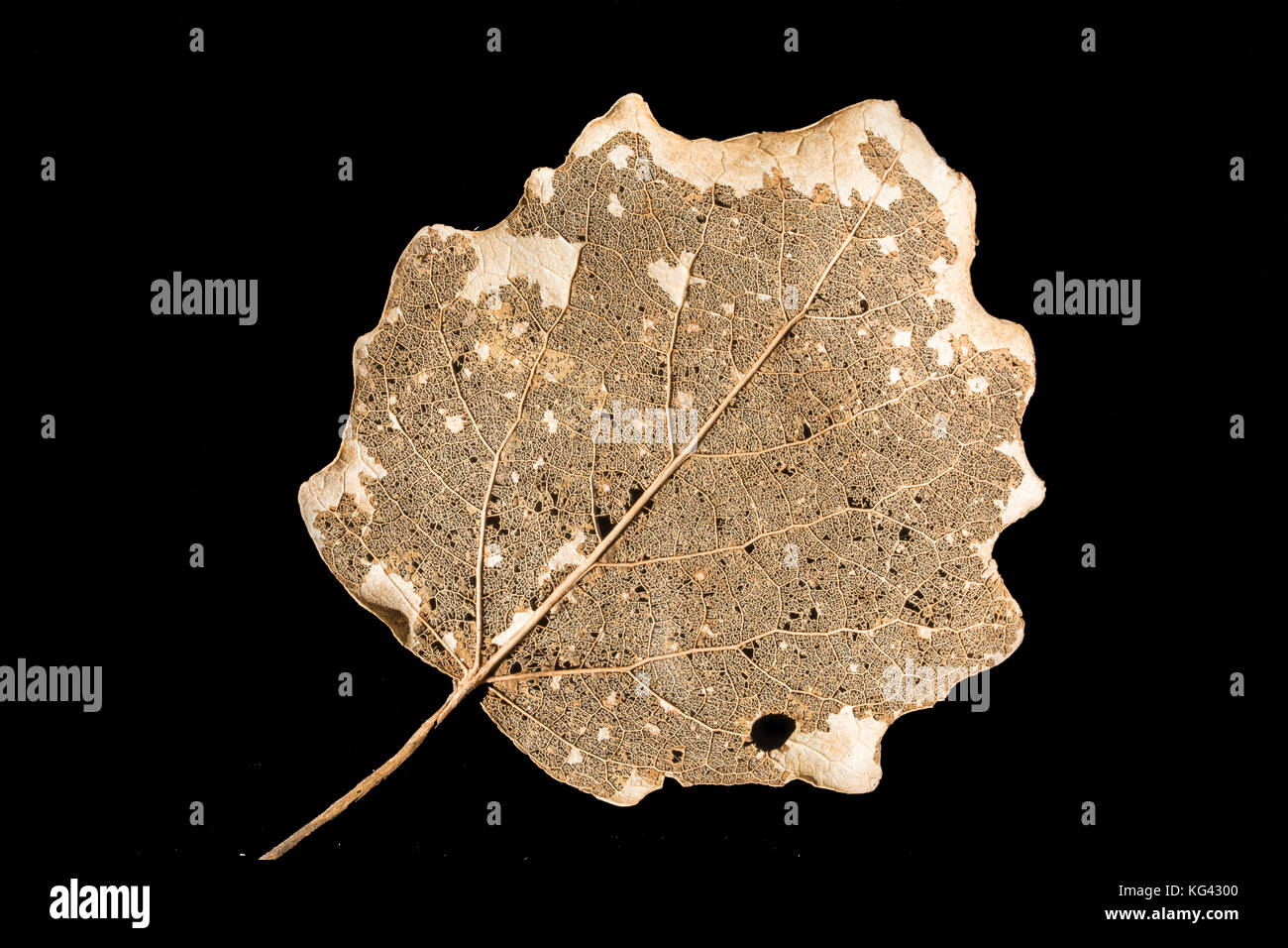 Decomposed golden skeleton leaf on black background Stock Photo - Alamy