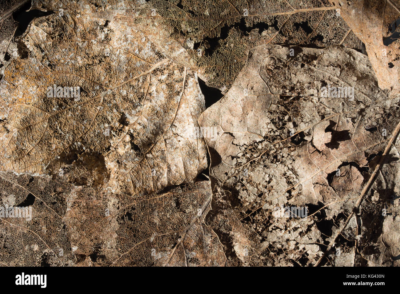 Decomposed leaves hi-res stock photography and images - Alamy