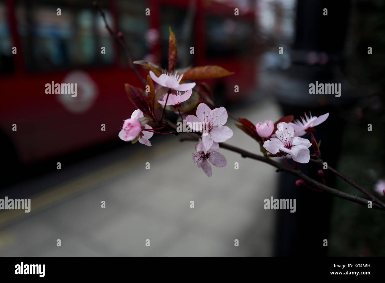 Flowering spring blossom on a shrub at the end of Winter with an out of ...