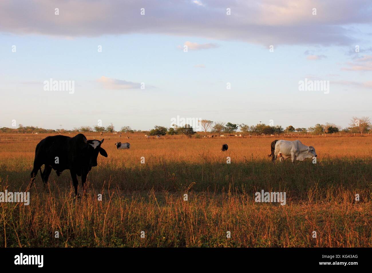 Cows in field, Venezuela Stock Photo - Alamy