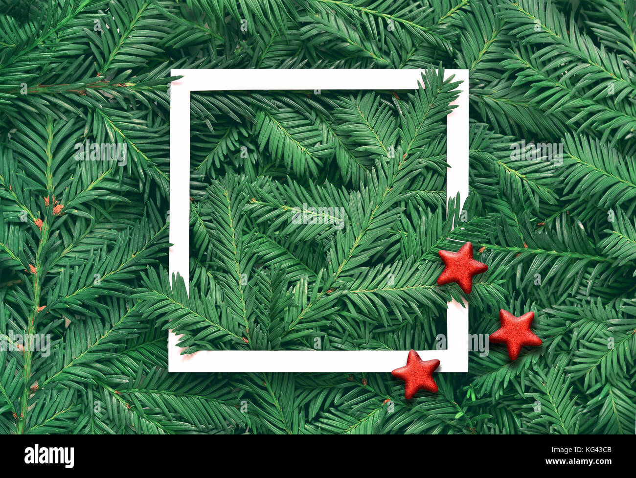Creative background of pine branch with white paper frame and stars ...