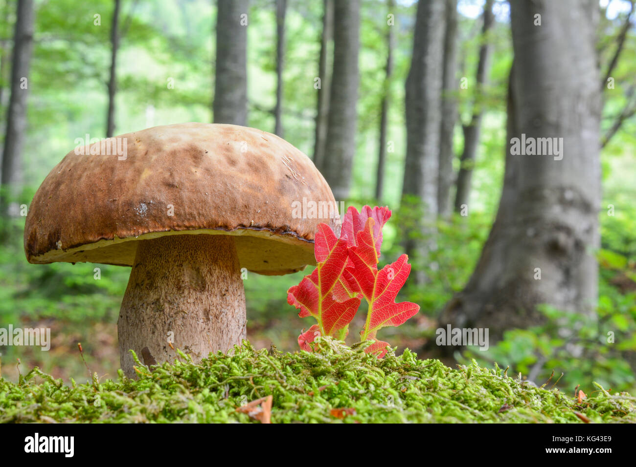 A fine example of young, fully developed Summer Bolete or Boletus ...