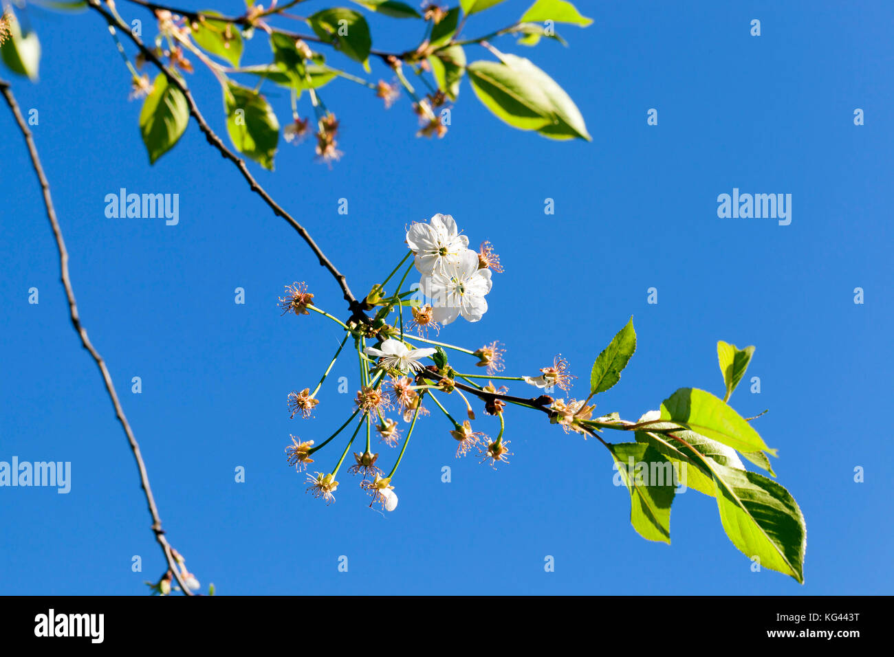 Faded tree flowers hi-res stock photography and images - Alamy