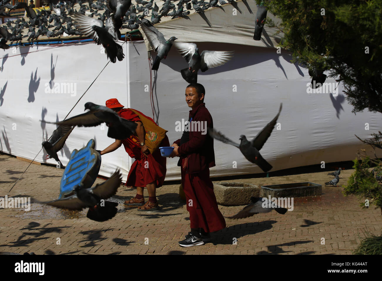 Kathmandu, Nepal. 3rd Nov, 2017. A monk feeding grains to pigeons at ...