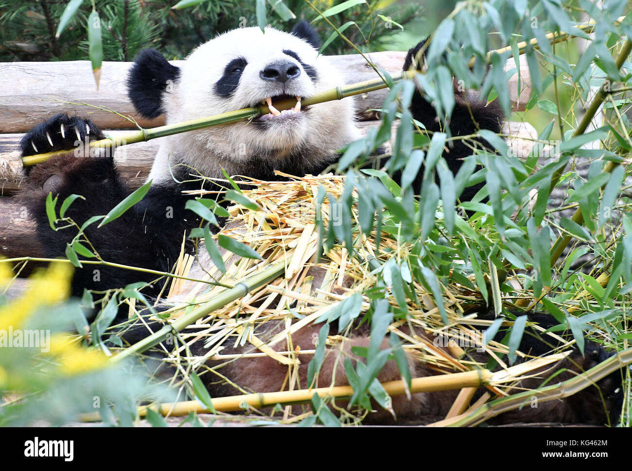 Berlin, Germany. 3rd Nov, 2017. The male panda bear Jiao Qing chows ...