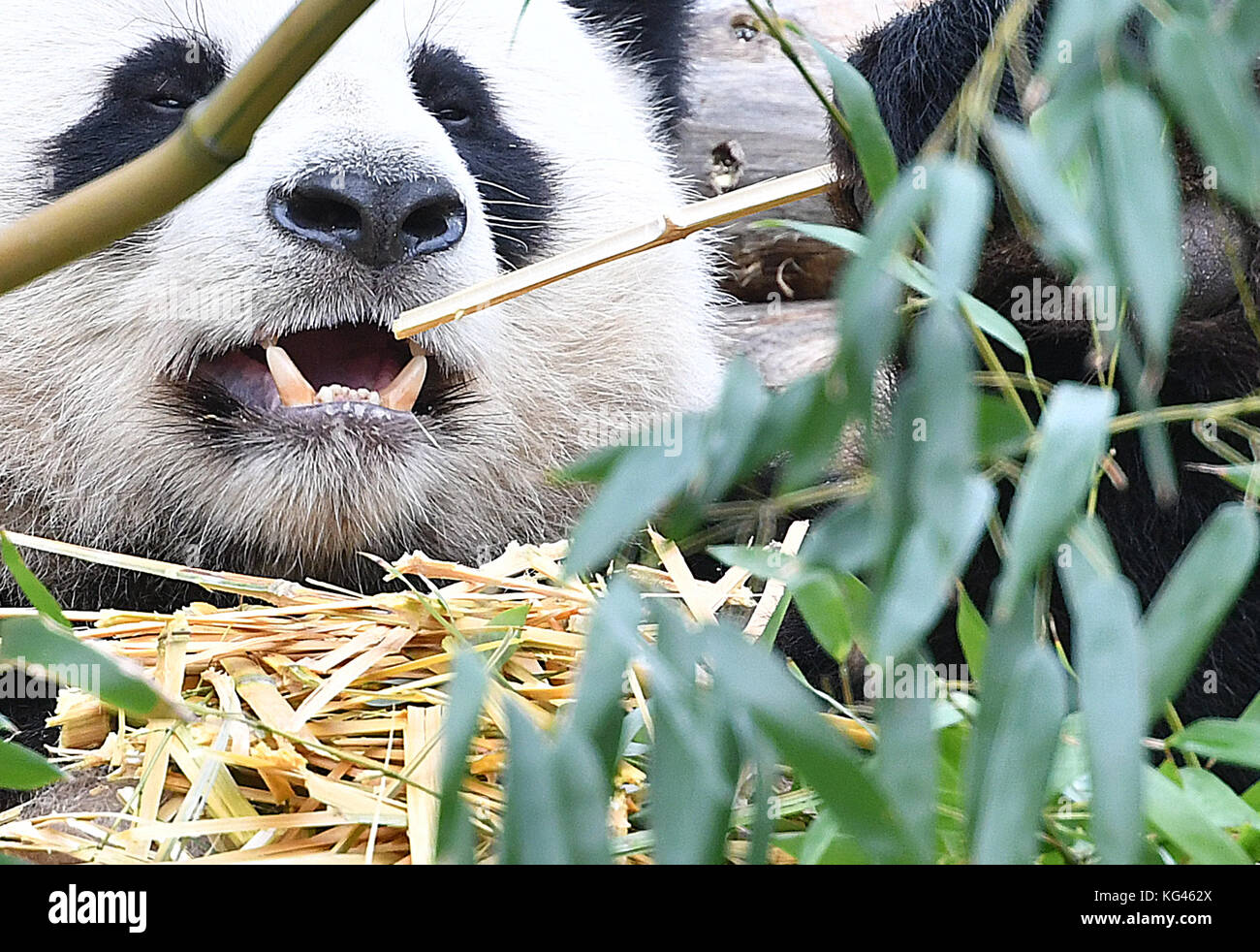Berlin, Germany. 3rd Nov, 2017. The male panda bear Jiao Qing chows ...
