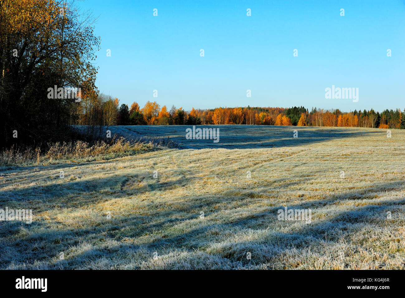 colors of field and forest in autumn in the northwest of Russia Stock ...