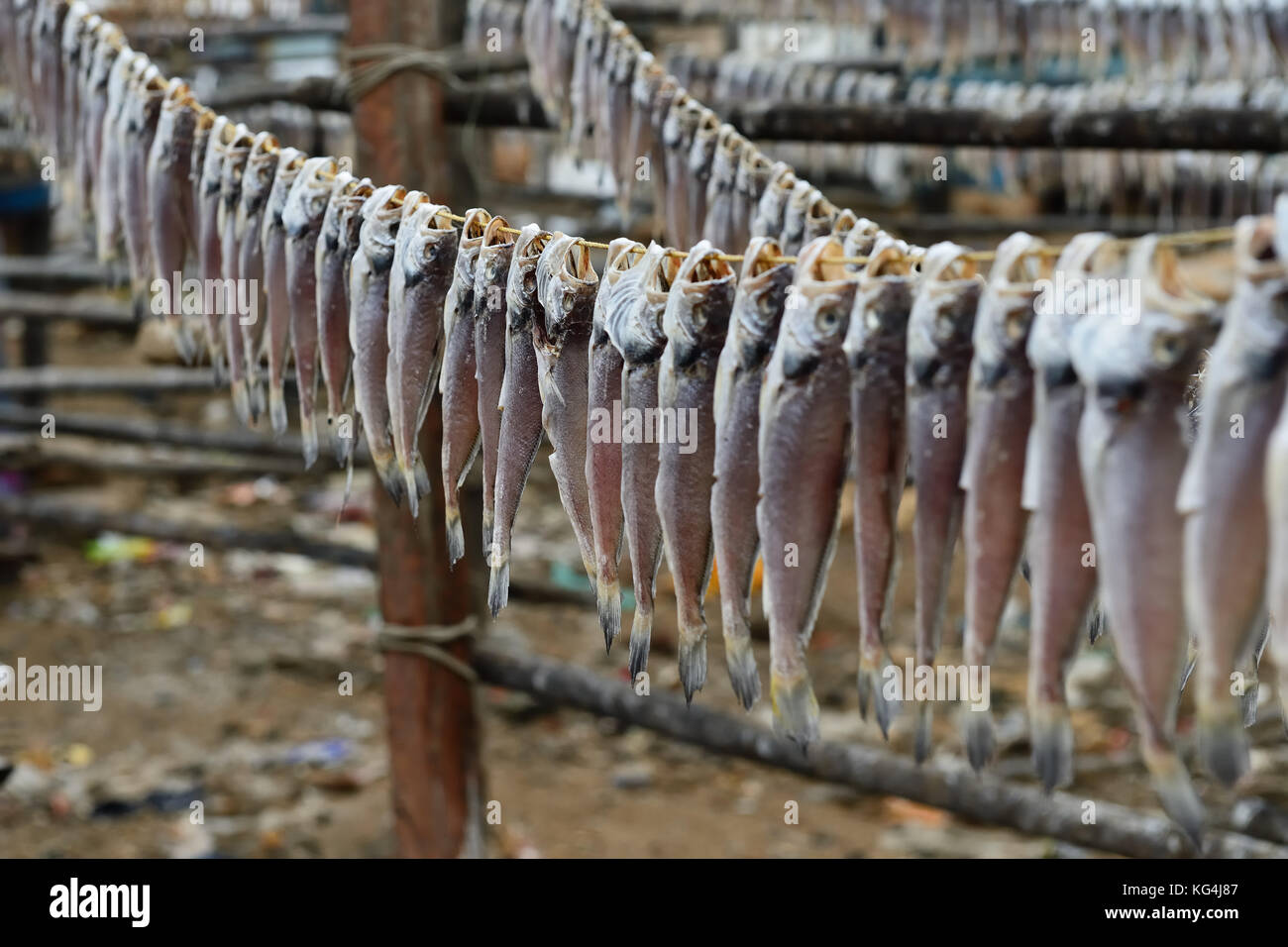 Indian dried fish stall hi-res stock photography and images - Alamy