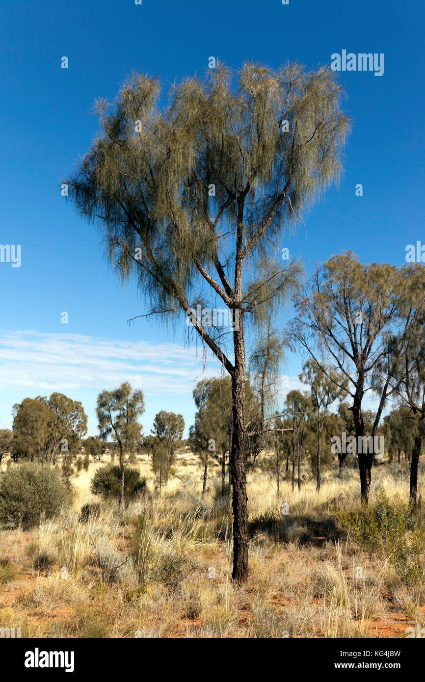 Australian native desert plants hi-res stock photography and images - Alamy