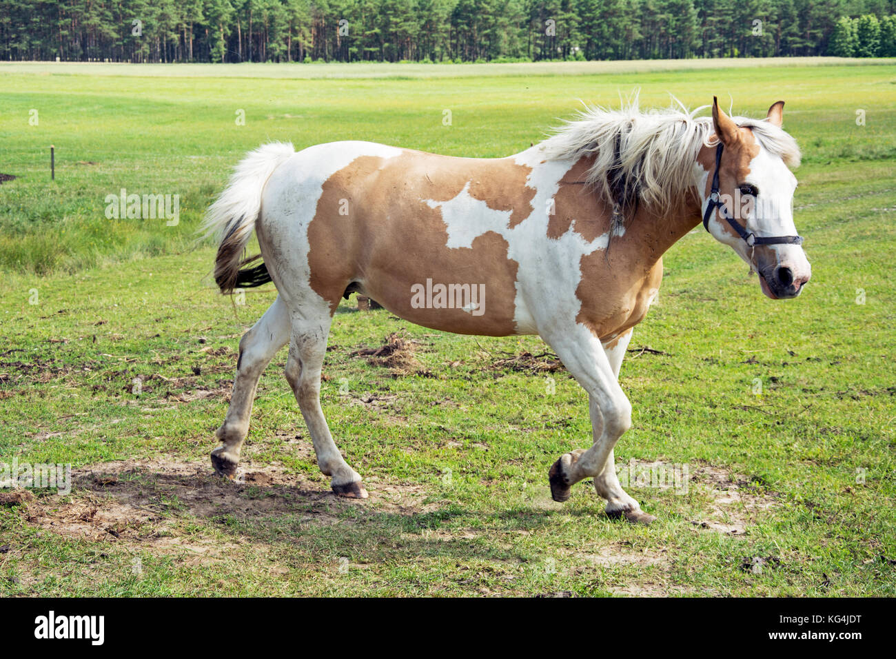 Pinto pony walking on a meadow Stock Photo - Alamy