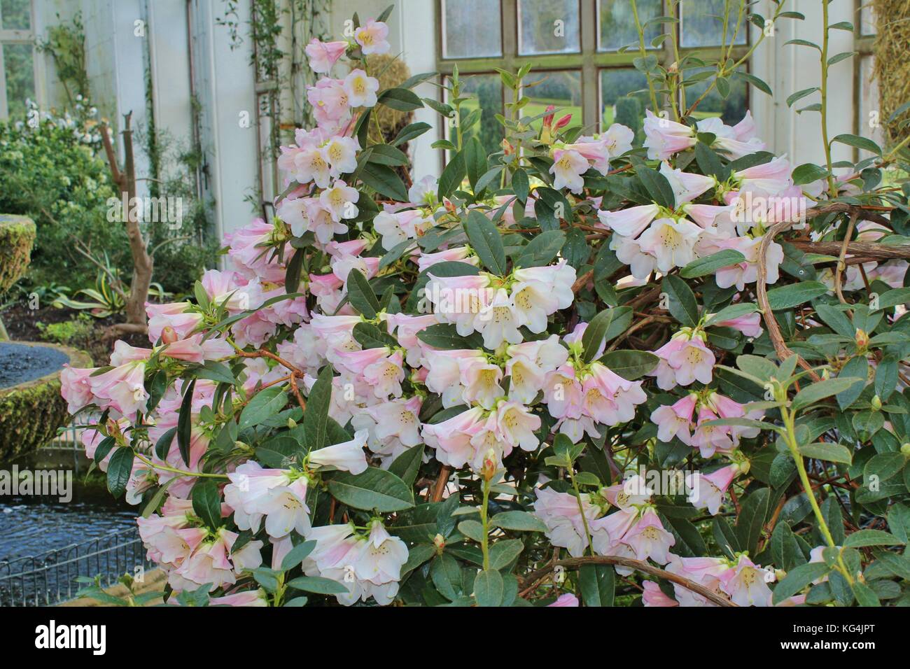 Lily of the valley bush hi-res stock photography and images - Alamy