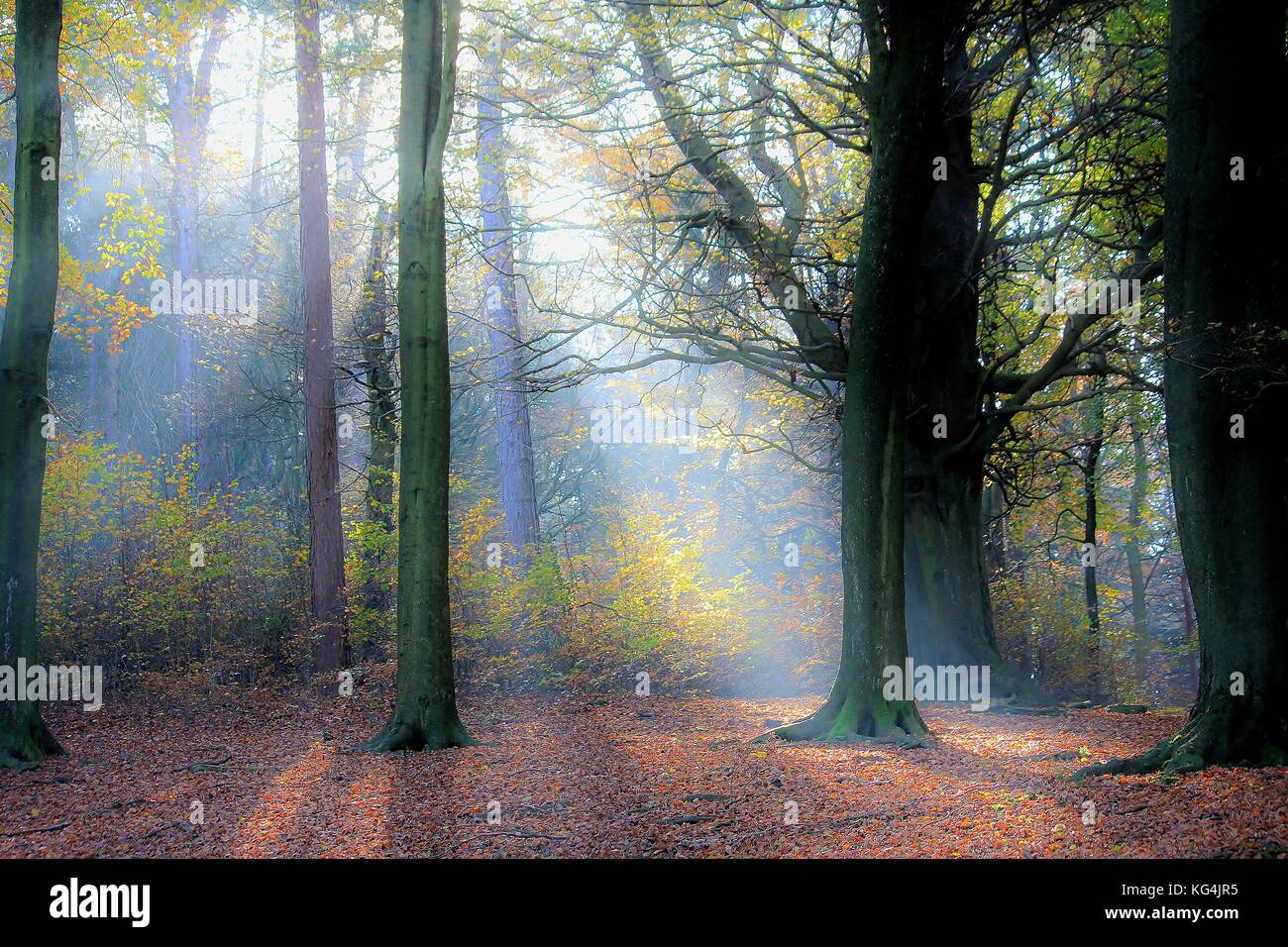 Knights in forest hi-res stock photography and images - Alamy