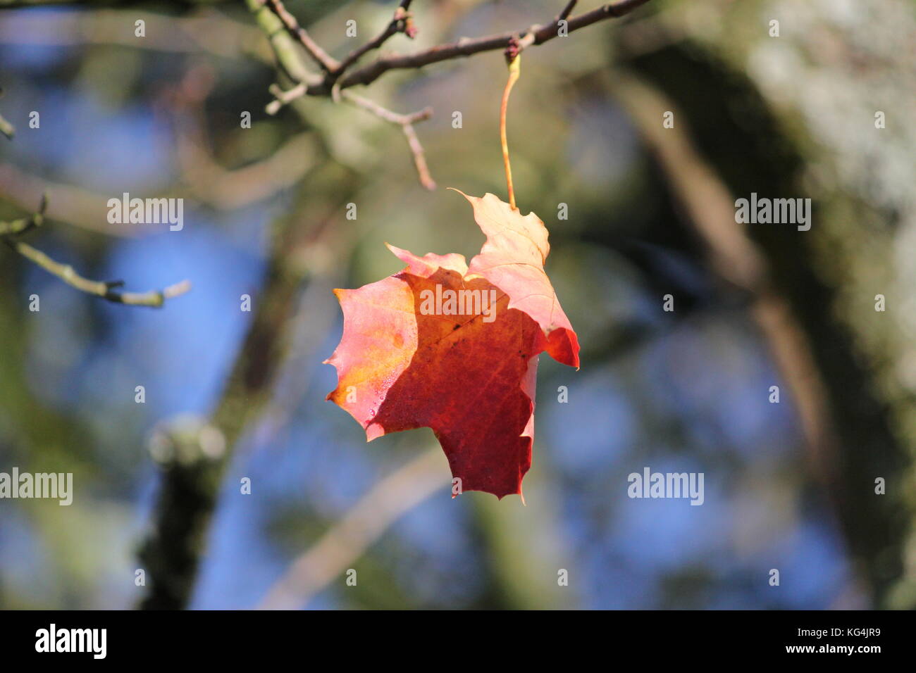 The last leaf hi-res stock photography and images - Alamy