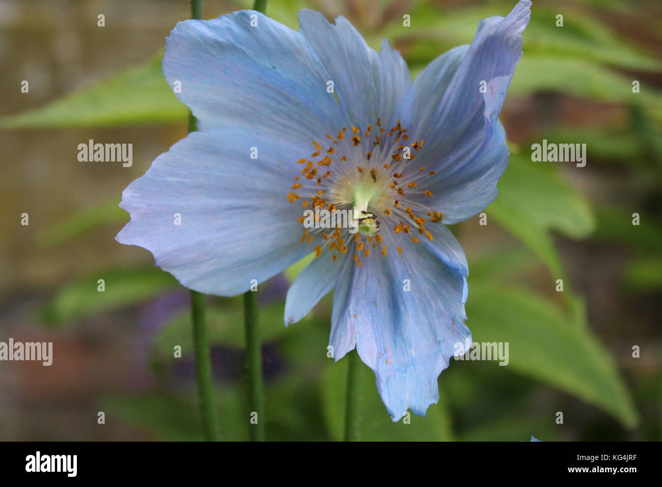 Blue lily hi-res stock photography and images - Alamy