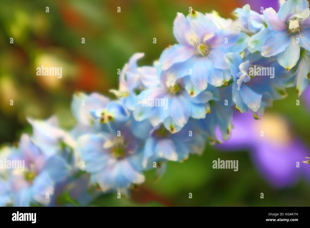 Pastel blue flowers hi-res stock photography and images - Alamy