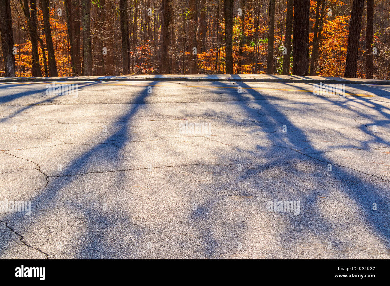 The asphalt road with contrast shadows of trees stretching into ...