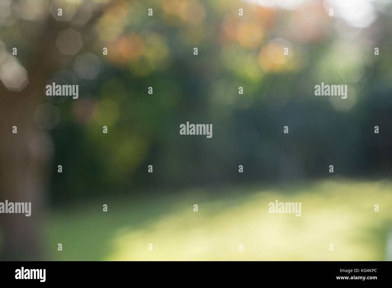 Autumn background blur of color from leaves Stock Photo - Alamy