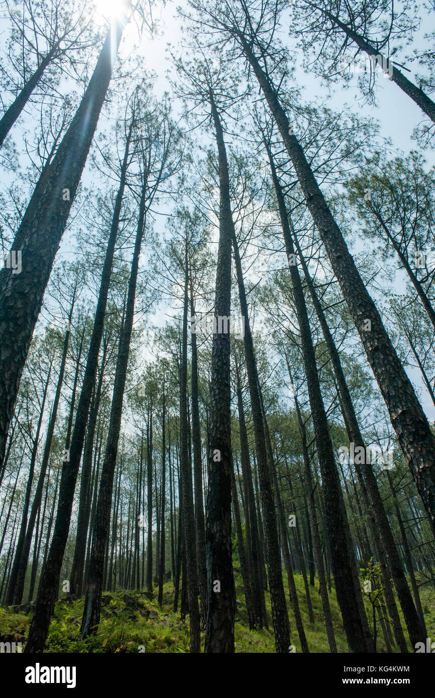 Looking up at trees in the forest Stock Photo - Alamy