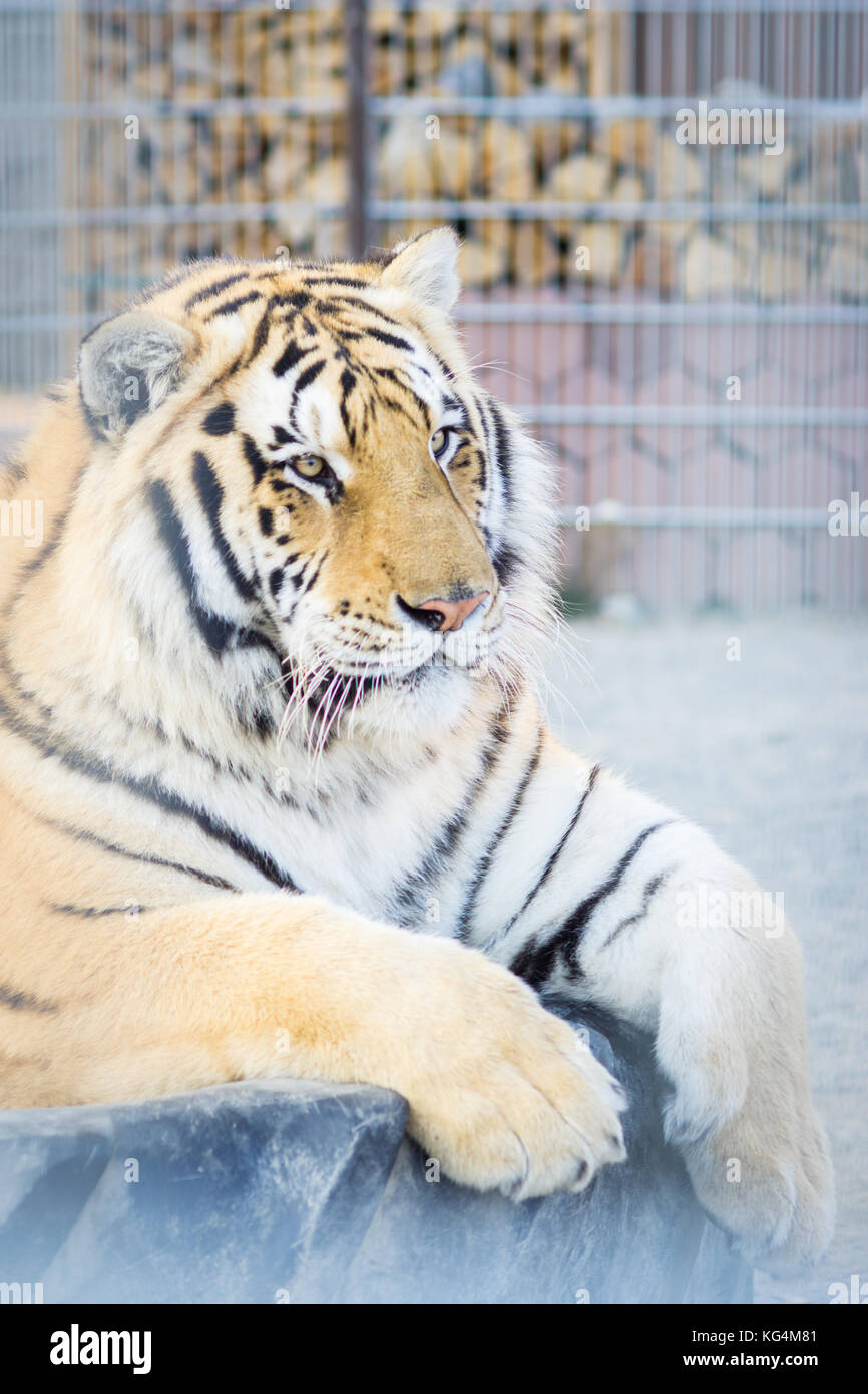 Big adult ginger tiger lying and sleeping on the tire in the zoo Stock ...