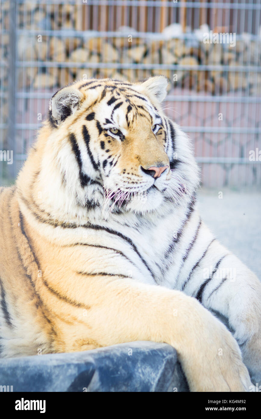 Big adult ginger tiger lying and sleeping on the tire in the zoo Stock ...
