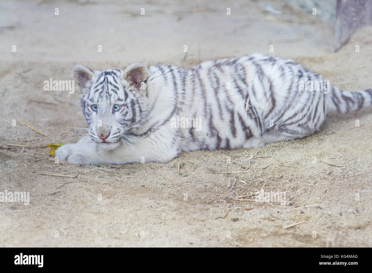 Little grey tiger lying and playing on the ground in the zoo Stock ...