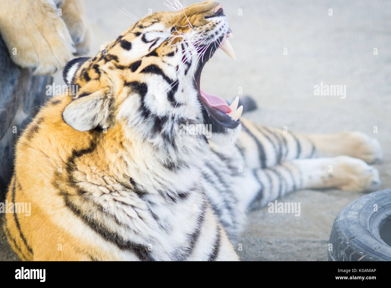 Big adult ginger tiger lying and sleeping on the tire in the zoo Stock ...