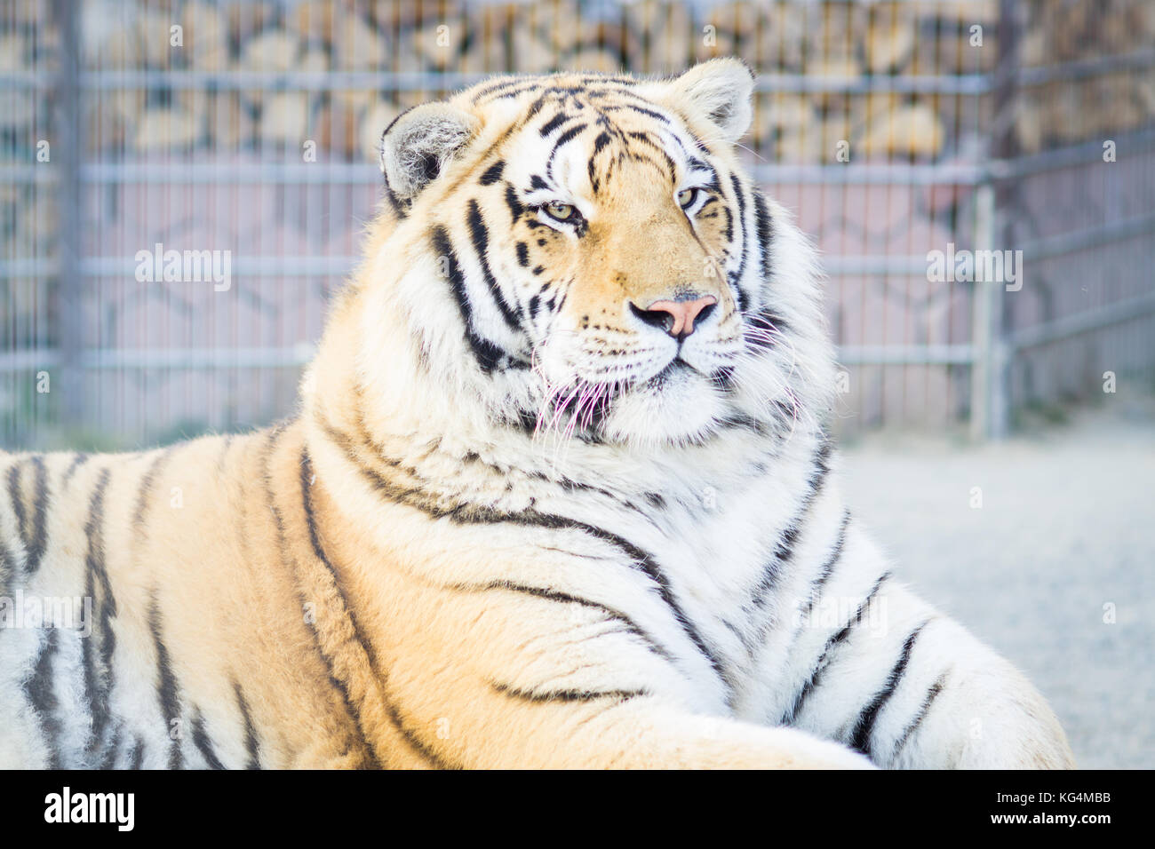 Big adult ginger tiger lying and sleeping on the tire in the zoo Stock ...