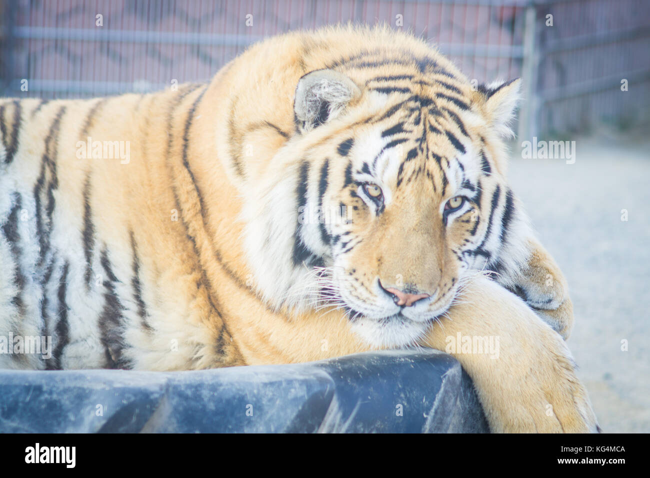 Big adult ginger tiger lying and sleeping on the tire in the zoo Stock ...