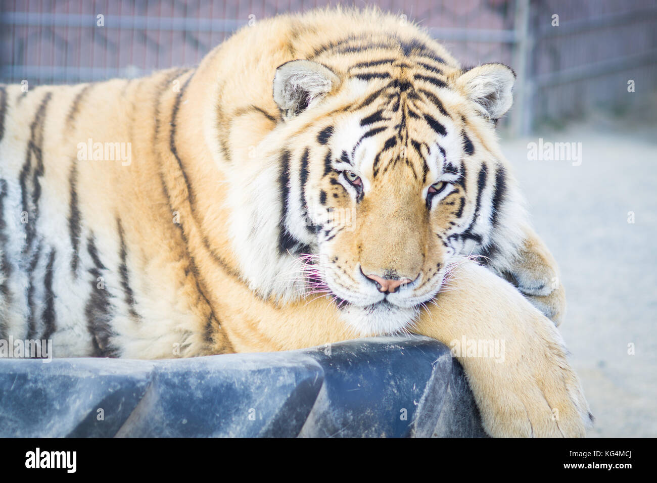 Ginger Bengal Cat Stock Photos & Ginger Bengal Cat Stock Images - Alamy