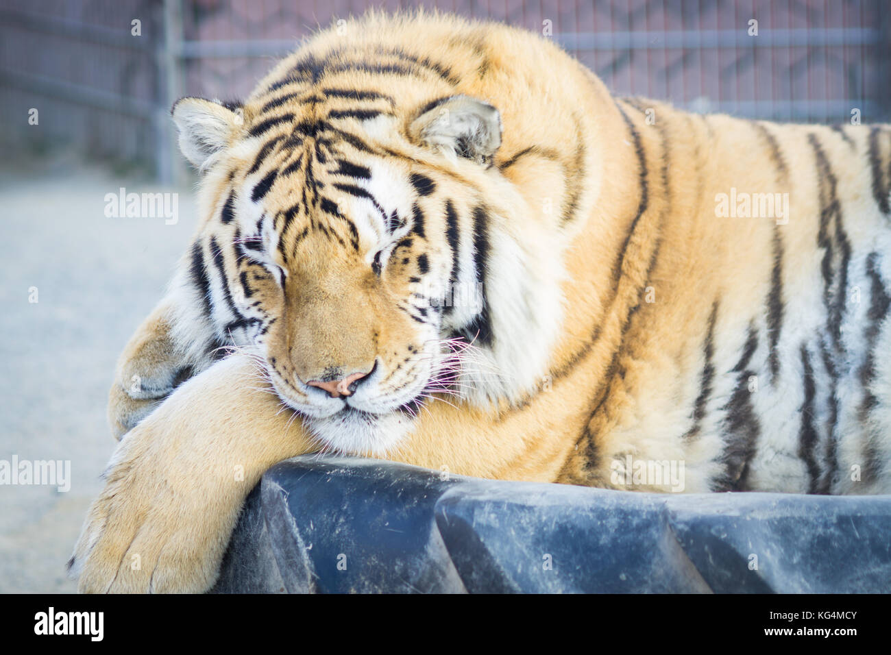 Big adult ginger tiger lying and sleeping on the tire in the zoo Stock ...