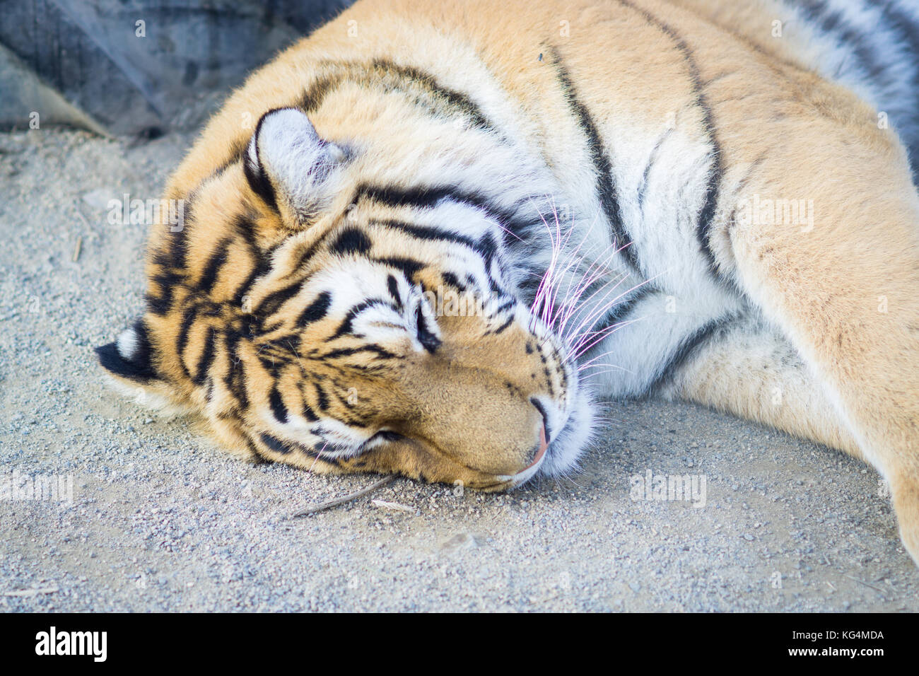 Big adult ginger tiger lying and sleeping on the tire in the zoo Stock ...