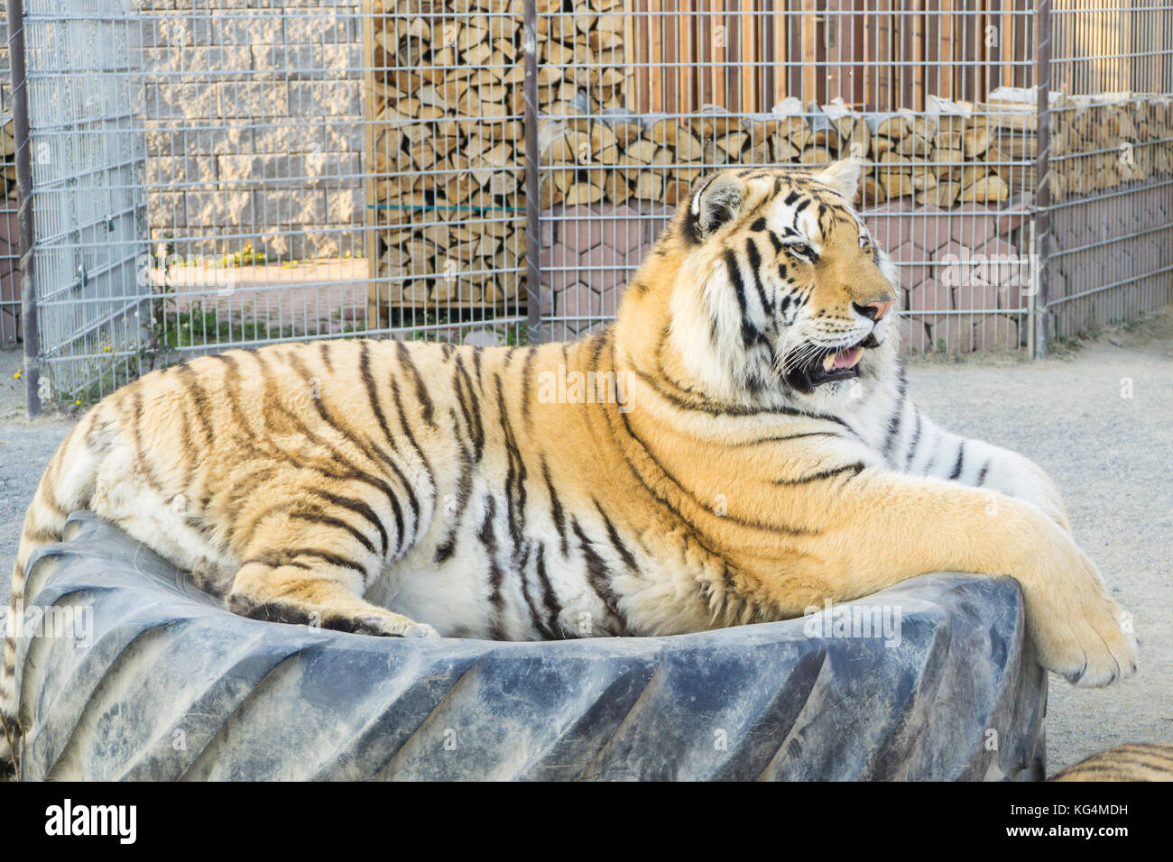 Big adult ginger tiger lying and sleeping on the tire in the zoo Stock ...