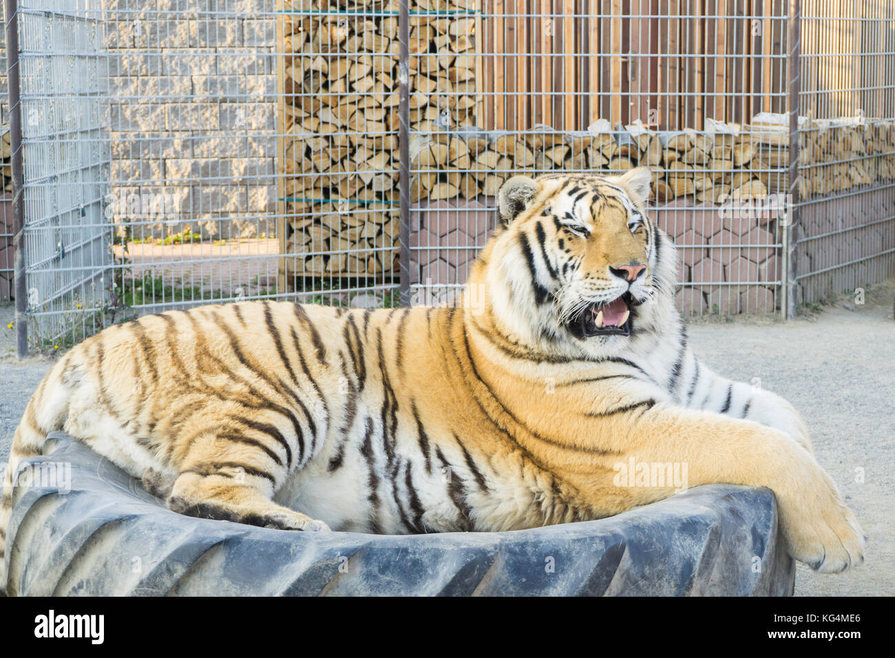 Big adult ginger tiger lying and sleeping on the tire in the zoo Stock ...