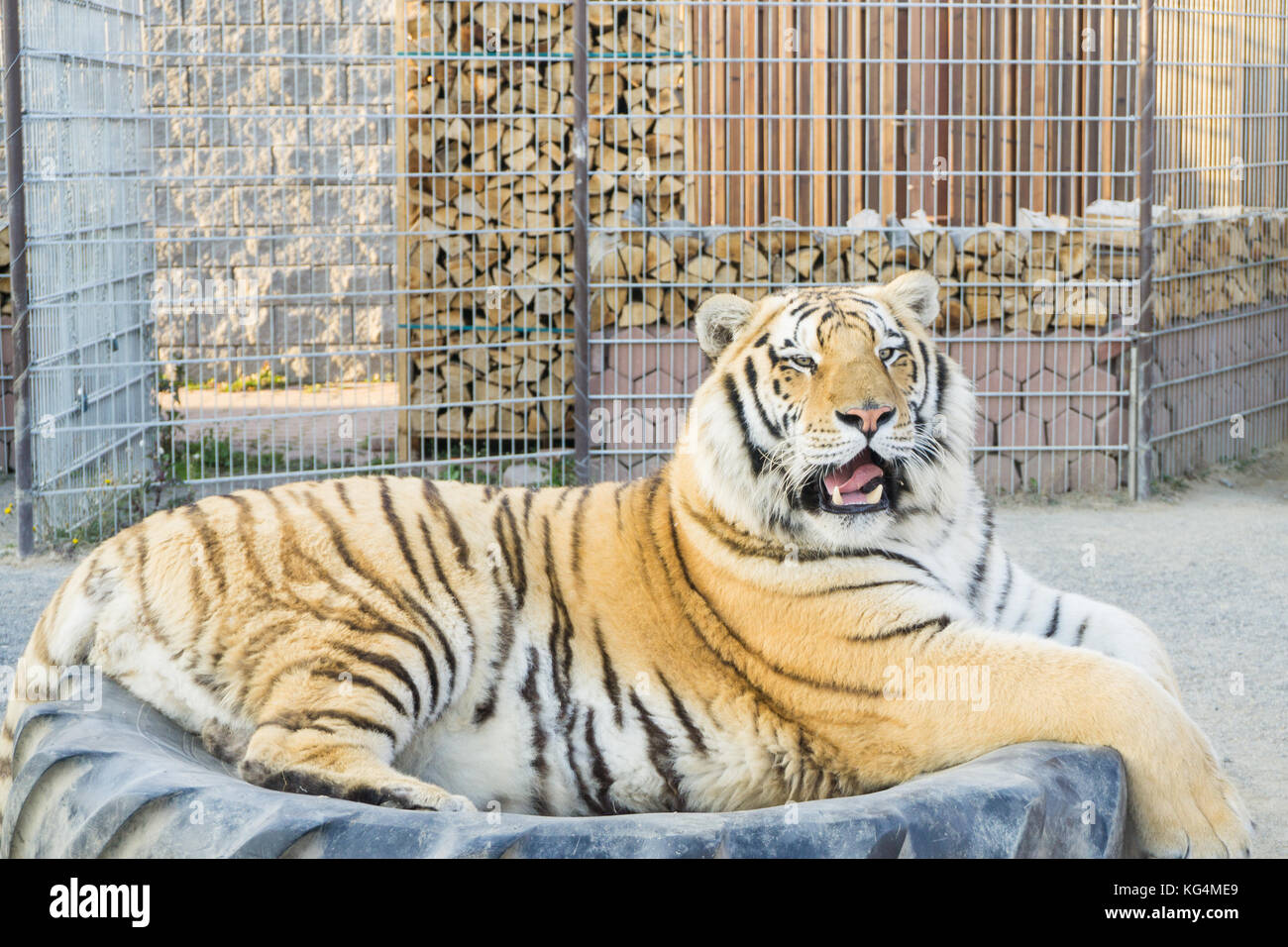 Big adult ginger tiger lying and sleeping on the tire in the zoo Stock ...