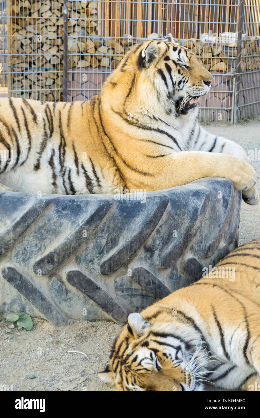 Big adult ginger tiger lying and sleeping on the tire in the zoo Stock ...