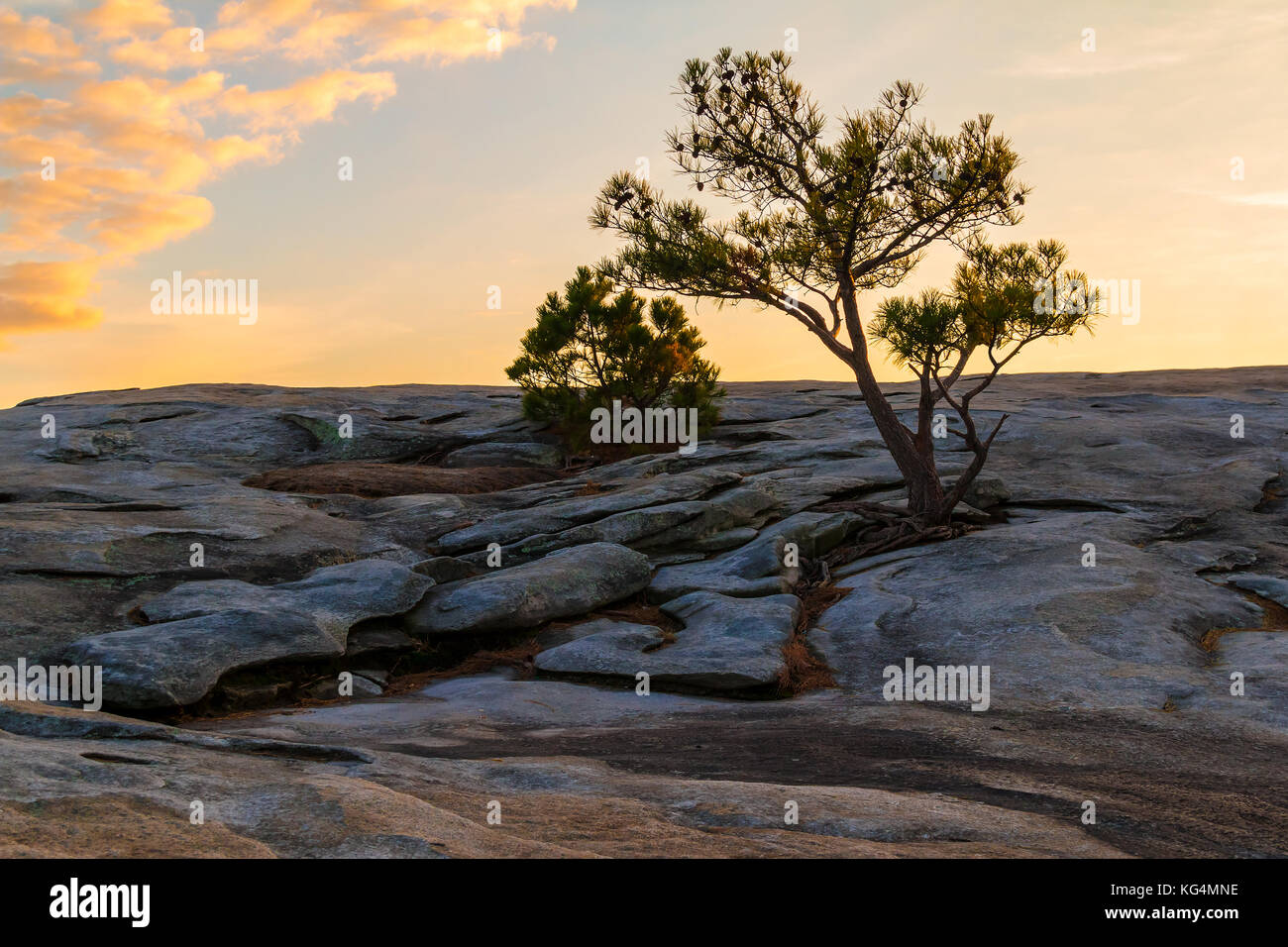 The pine tree on the top of the Stone Mountain at sunset, Georgia, USA ...