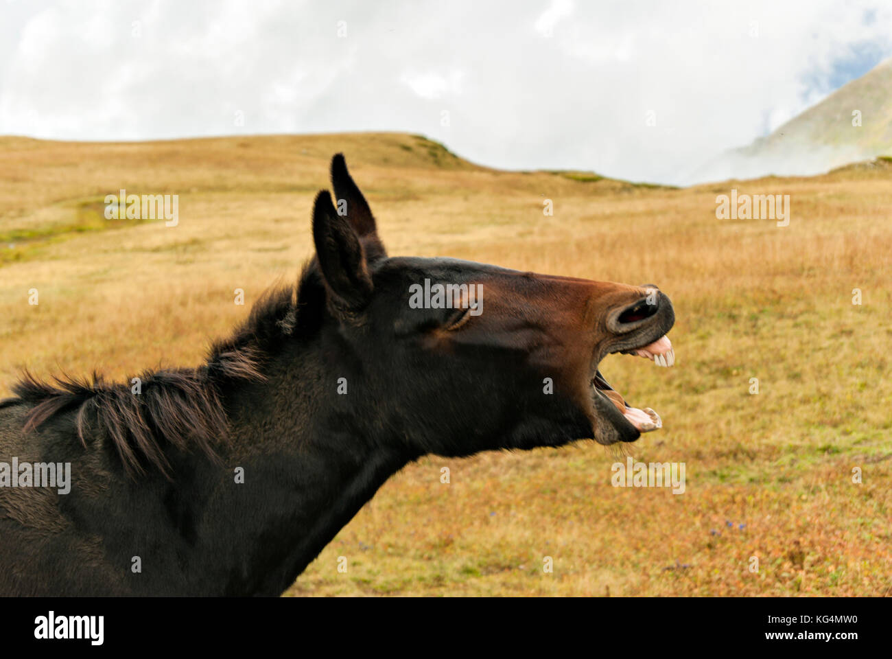 Mule teeth hi-res stock photography and images - Alamy