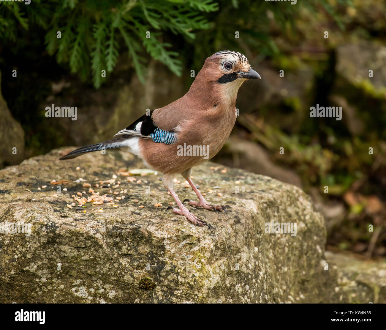 Gavin crow hi-res stock photography and images - Alamy