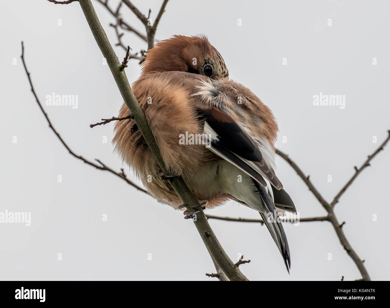 Gavin crow hi-res stock photography and images - Alamy